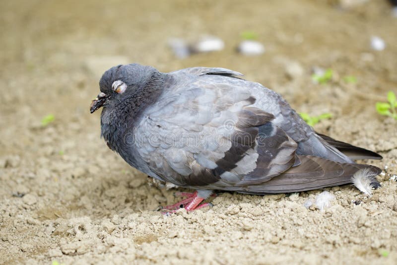 Image of Dove Standing on the Ground. Stock Image - Image of color ...