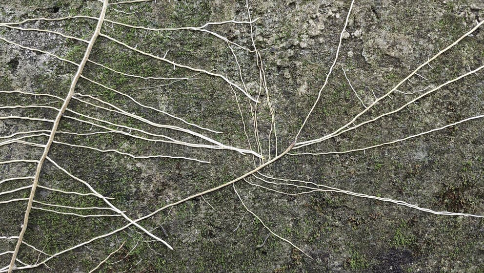 The roots vine on the wall stock image. Image of tree - 263018195