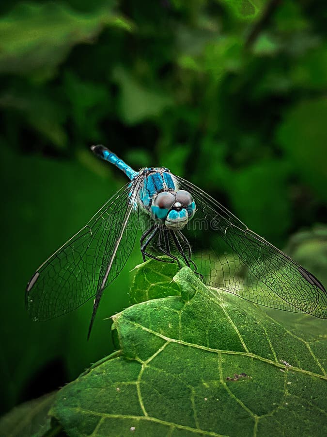 Leaf Micrathyria Stock Photos - Free & Royalty-Free Stock Photos from ...