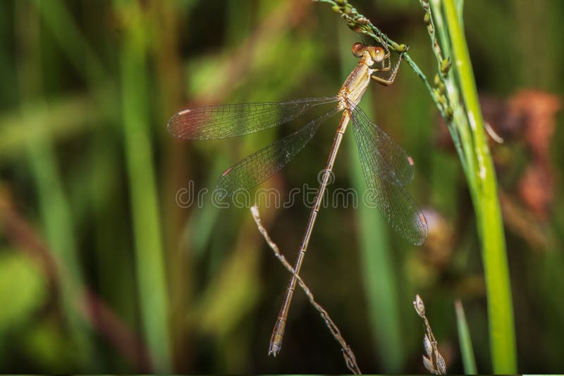 Image of Dragonfly Perched on the Grass Top in the Nature Stock Image ...