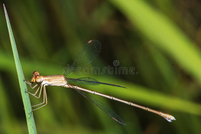 Image of Dragonfly Perched on the Grass Top in the Nature Stock Photo ...