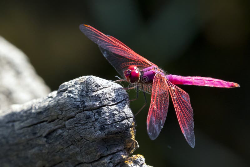 Image of Dragonfly Perched on a Tree Branch. Stock Image - Image of ...