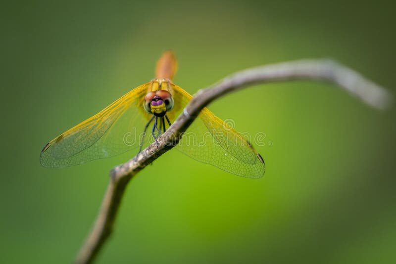 Image of Dragonfly Perched on a Tree Branch. Stock Photo - Image of ...