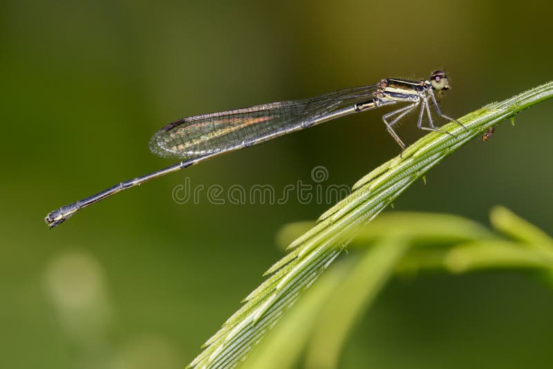 Image of Dragonfly Protoneuridae on Green Leaves. Insect Stock Image ...