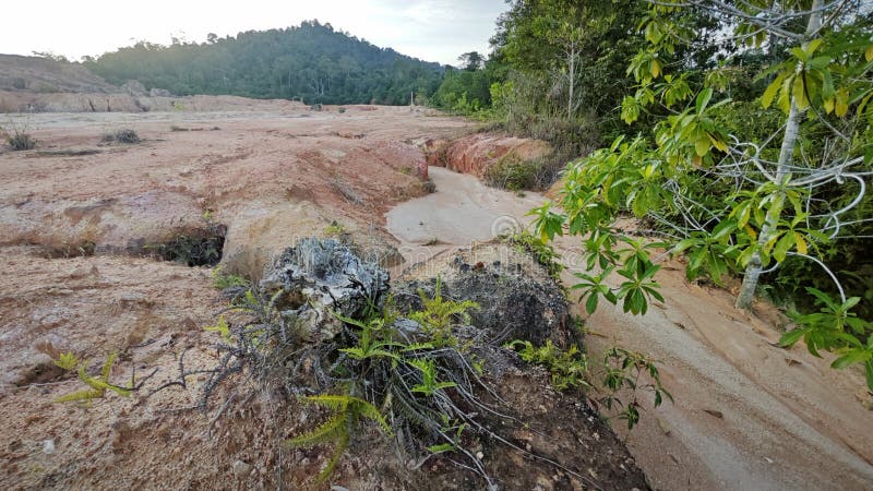 Dramatic Scene Around the Deserted Vacant Land Due To Deforestation and ...