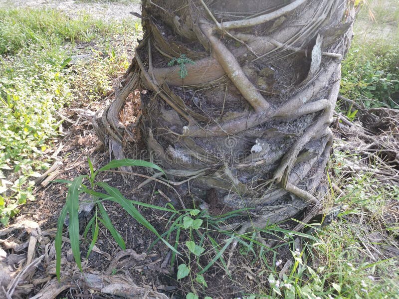 Dried and Dead Ficus Microcarpa Root Crawling Around the Palm Oil Tree ...