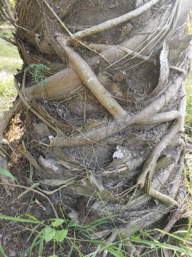 Dried and Dead Ficus Microcarpa Root Crawling Around the Palm Oil Tree ...