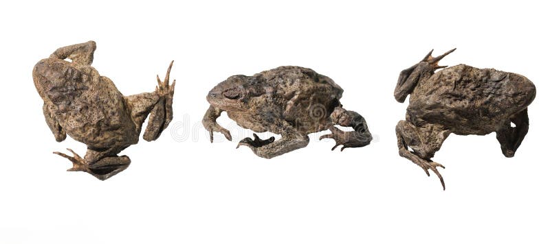 Image of a Dried Frog on a White Background Stock Photo - Image of ...