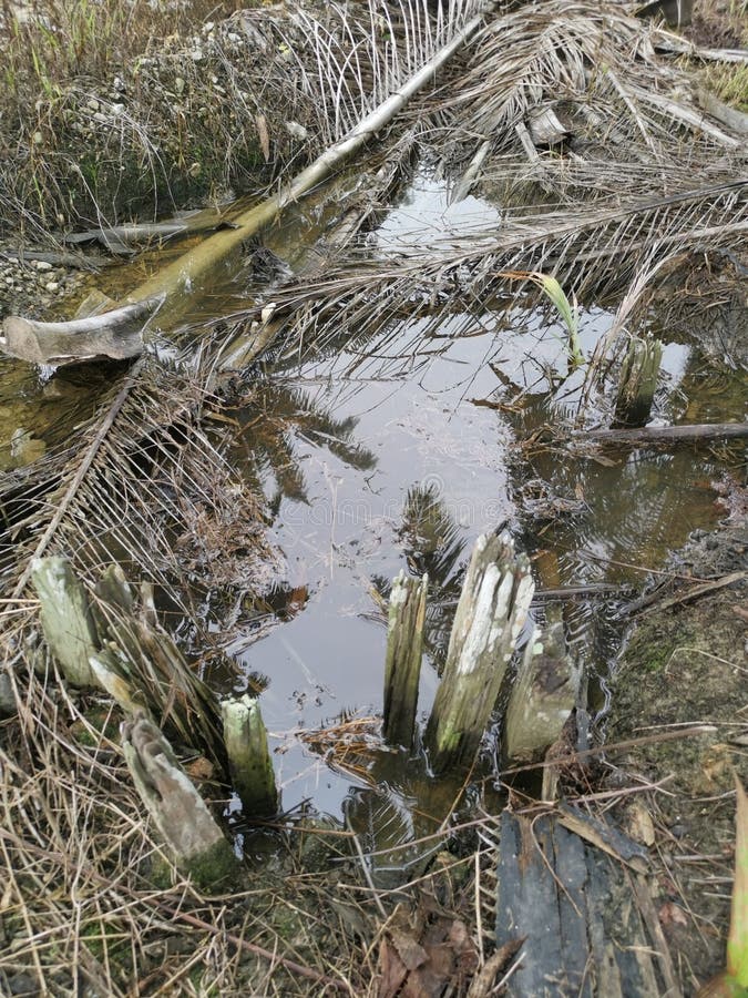 Dried Oil Palm Branches and Leaf Dumped into the Rural Drainage. Stock ...