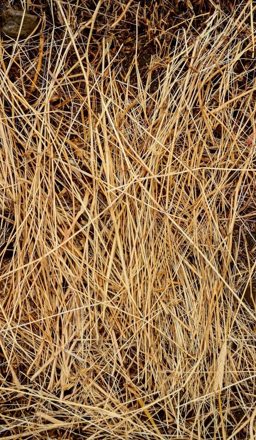 Hay Texture stock image. Image of cereal, country, meadow - 243954595