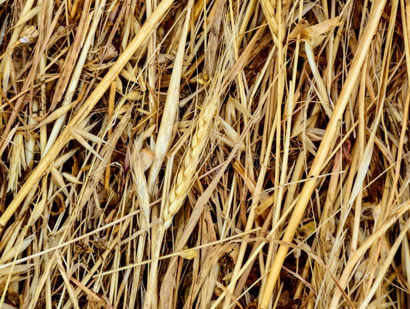 Hay Texture stock photo. Image of harvest, countryside - 245117858