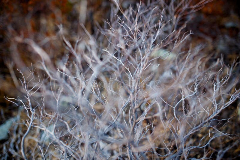 Horizontal View. Image of a Dry Branch Tree, Macro Texture of a Grey ...
