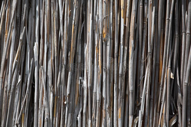 Image of Dry Cane Background Stock Image - Image of environment ...