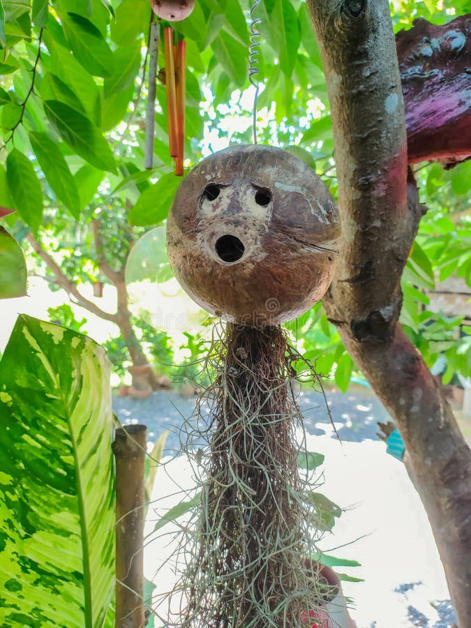The Image of a Dry Coconut Shell that Has a Root Hanging on the Tree ...