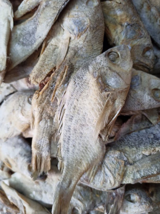 Image of Dry Fish Stock Photo Stock Photo - Image of fish, amphibian ...