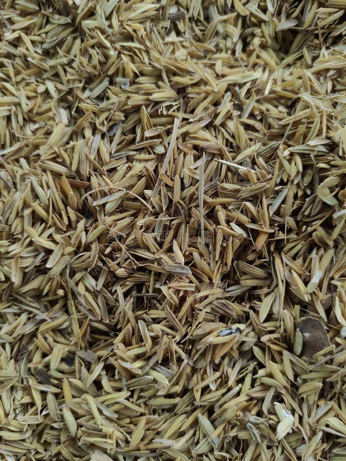 Image of dry rice husk stock image. Image of fruit, herb - 232116529