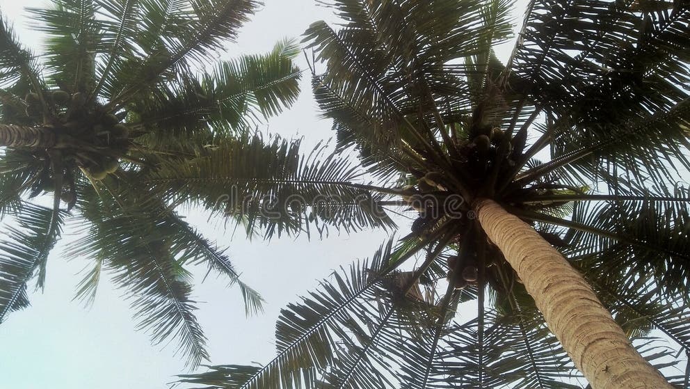 Image Du Cocotier Vue D'en Bas Photo stock - Image du coconut, arbre ...