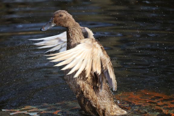 An Image of a Duck Bathing in a Shallow Pool. Stock Image - Image of ...