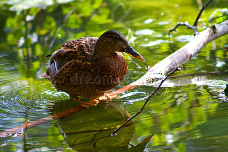 An Image of a Duck Sat on a Submerged Tree Branch. Stock Image - Image ...