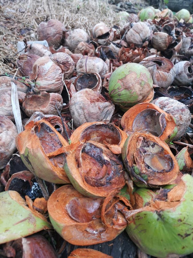 Dump Coconut Fruit Waste after Being Consumed. Stock Image - Image of rotten, undefined: 345975871