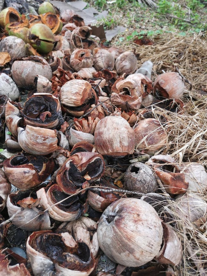 Dump Coconut Fruit Waste after Being Consumed. Stock Photo - Image of group, decay: 345975902