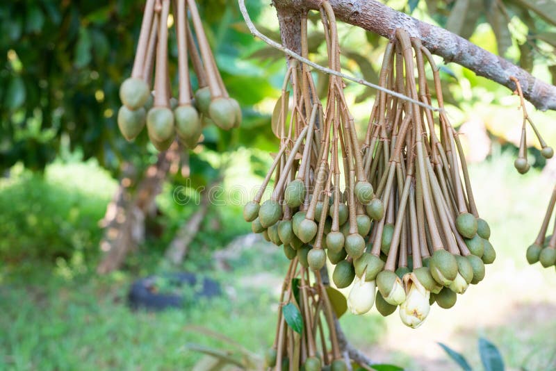 Image of Durian Flowers .the Flowering Stage of Durian Stock Photo ...