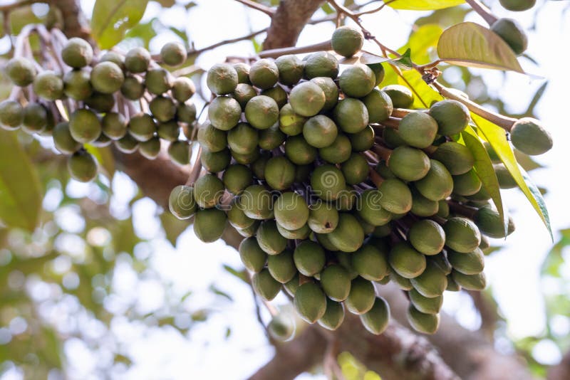 447 Durian Flowers Stock Photos - Free & Royalty-Free Stock Photos from ...