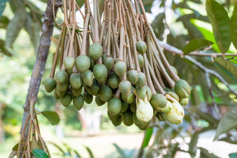 Image of Durian Flowers .the Flowering Stage of Durian Stock Photo ...