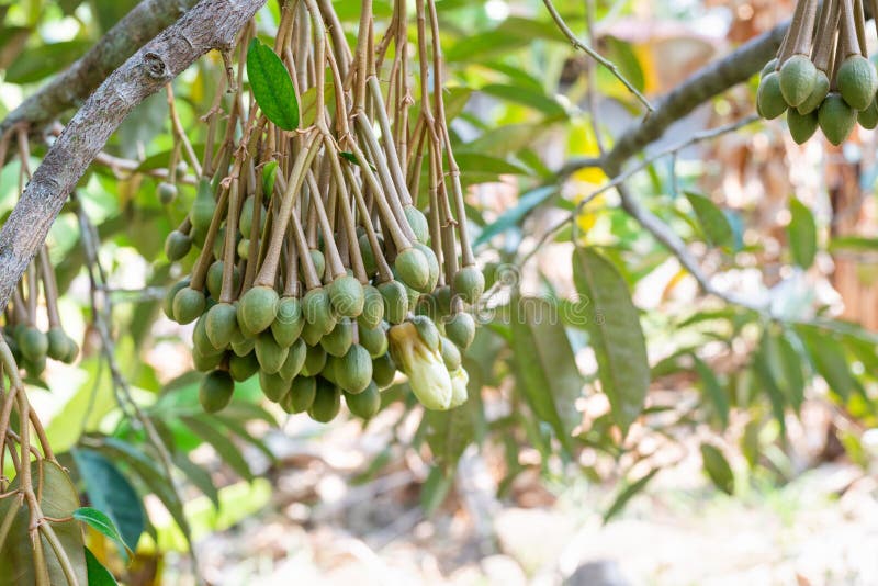 Image of Durian Flowers .the Flowering Stage of Durian Stock Image ...