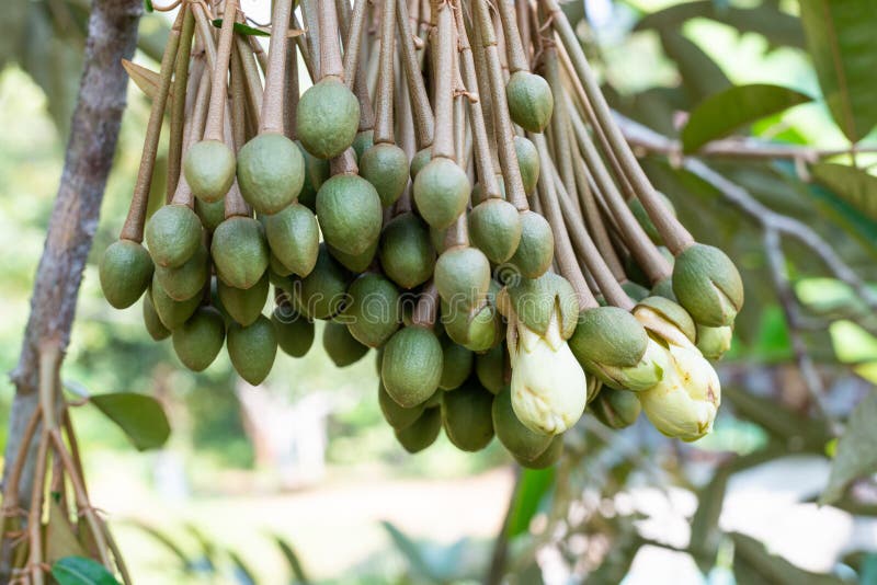 Image of Durian Flowers .the Flowering Stage of Durian Stock Photo ...