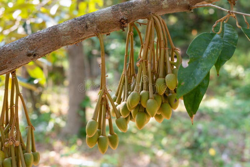 Image of Durian Flowers .the Flowering Stage of Durian Stock Image ...