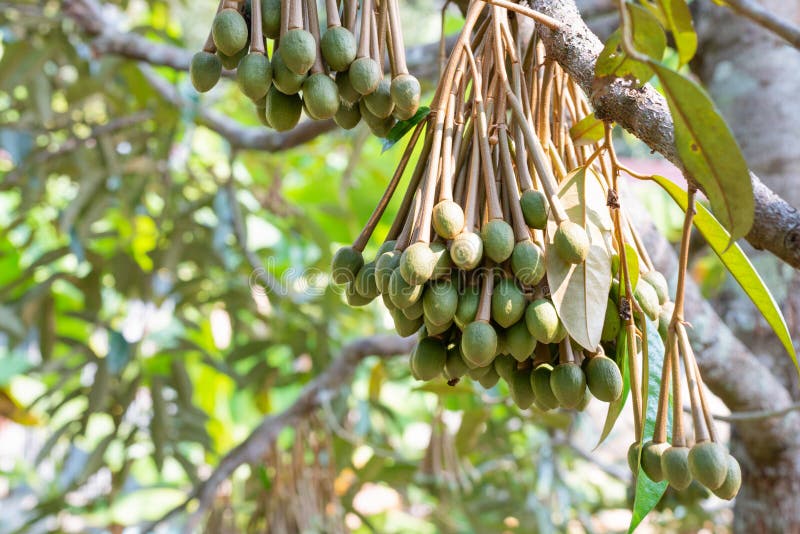 Durian Flowering Stock Photos - Free & Royalty-Free Stock Photos from ...