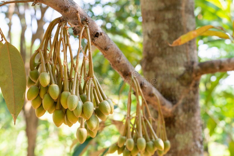 Image of Durian Flowers .the Flowering Stage of Durian Stock Image ...