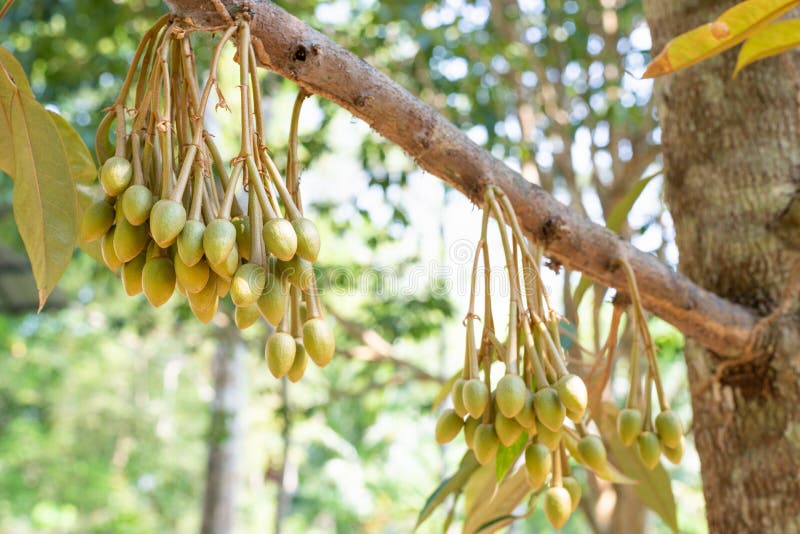 Image of Durian Flowers .the Flowering Stage of Durian Stock Photo ...