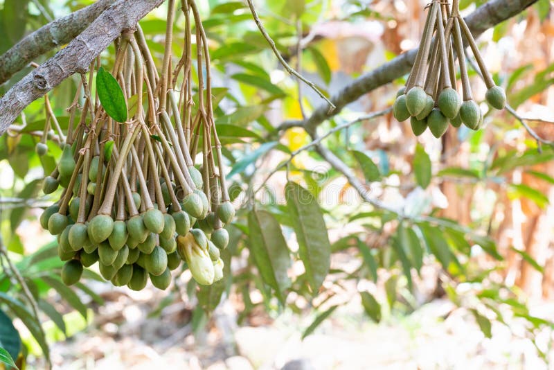 Image of Durian Flowers .the Flowering Stage of Durian Stock Image ...