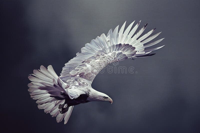 An Image of an Eagle Flying in the Air, High Quality, High Resolution ...
