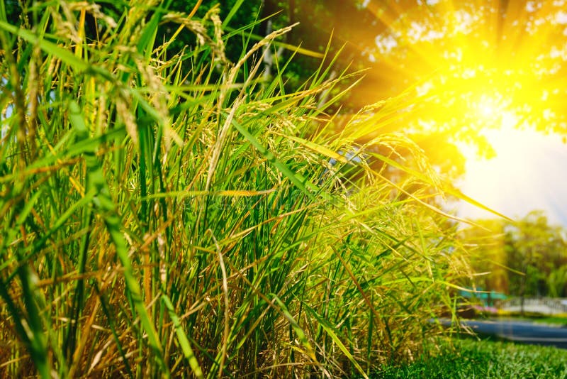 An Image of Rice Field and Selective Focus with Blurry Thai House ...