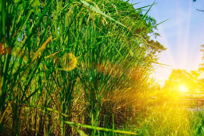 An Image of Rice Field and Selective Focus with Blurry Thai House ...
