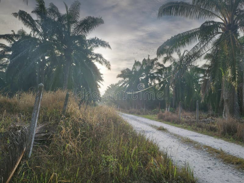 Early Dawn Atmosphere Scene of the Pathway into the Plantation Stock ...