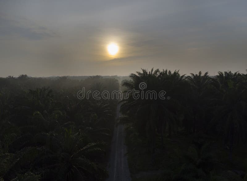 Early Morning Scenery Along the Plantation Road Stock Photo - Image of ...