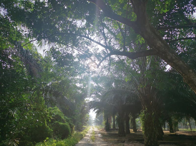 Early Morning Scenery Around the Rural Pathway. Stock Photo - Image of ...