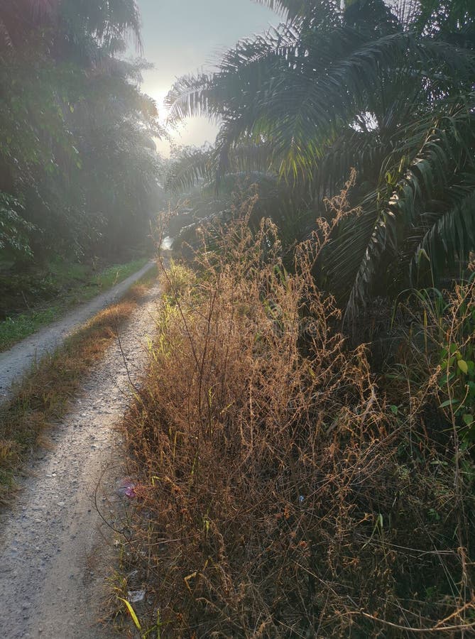 Early Morning Scenery Around the Rural Pathway. Stock Image - Image of ...