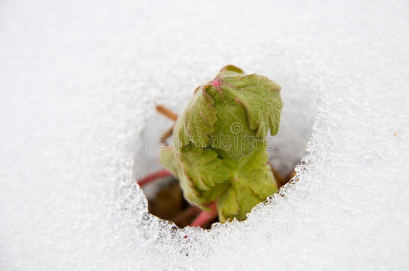Image of Early Sprout Appearing from Melting Snowcover Stock Photo ...