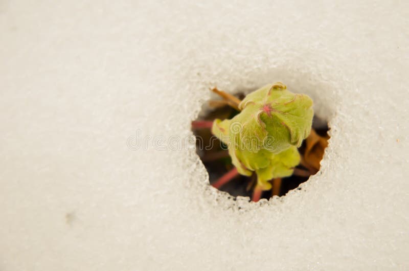 Image of Early Sprout Appearing from Melting Snowcover Stock Photo ...