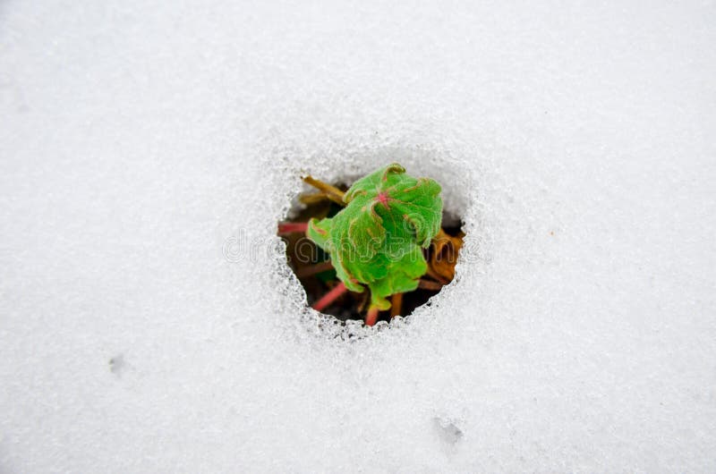 Image of Early Sprout Appearing from Melting Snowcover Stock Photo ...
