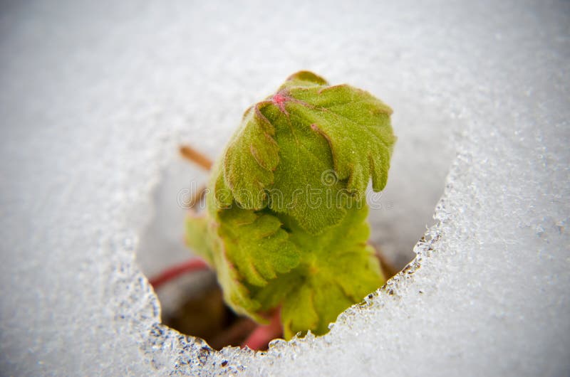 Image of Early Sprout Appearing from Melting Snowcover Stock Image ...