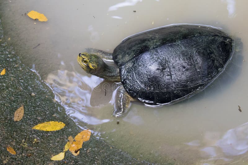 Image of an Eastern Chicken Turtle in Pond. Stock Image - Image of ...