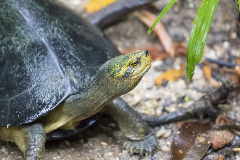 Image of an Eastern Chicken Turtle. Stock Photo - Image of shell, skin ...