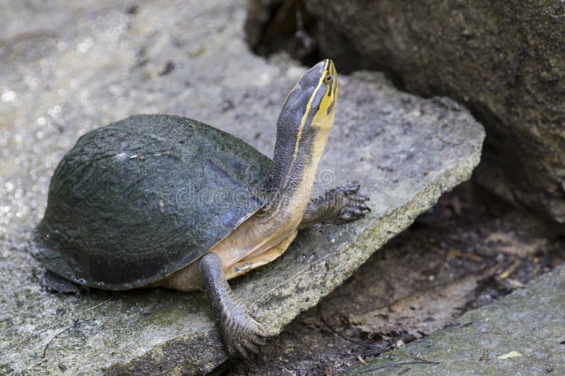 Image of an Eastern Chicken Turtle. Stock Photo - Image of cute ...
