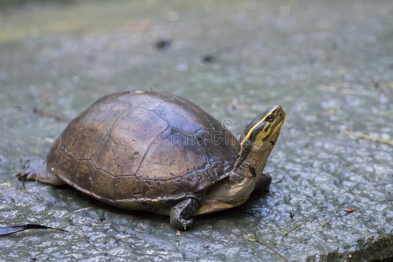 Image of an Eastern Chicken Turtle in Pond. Stock Image - Image of ...